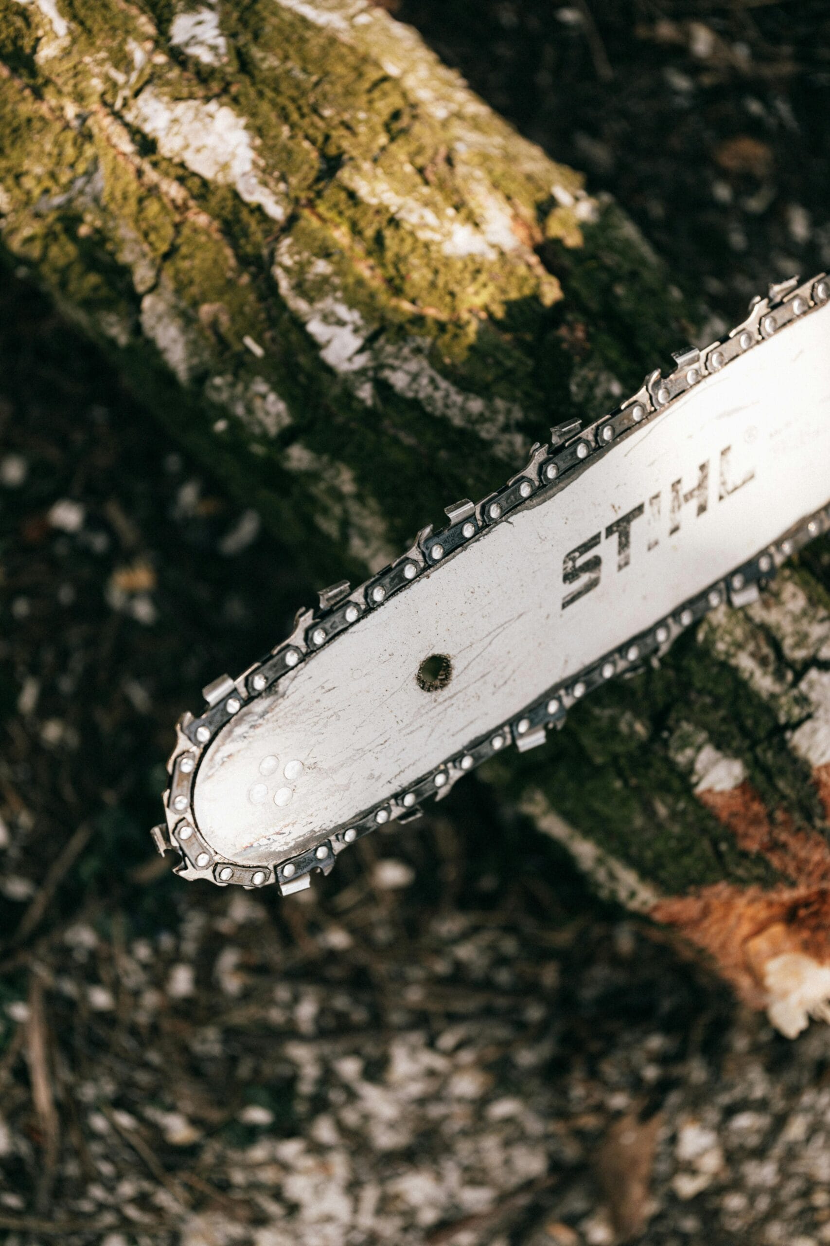Tree Services Dayton Tree Hugger